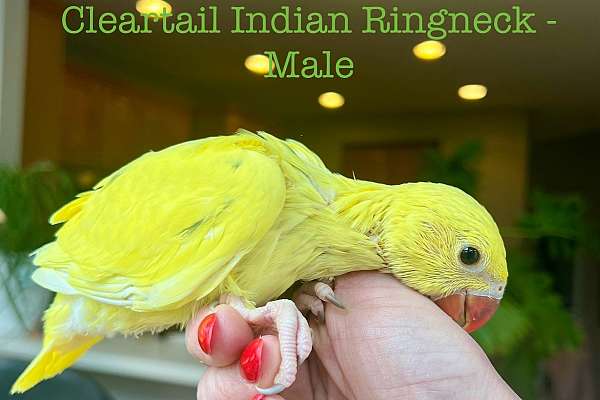 Male harlequin dominant pied cleartail indian ringneck for hand feeding