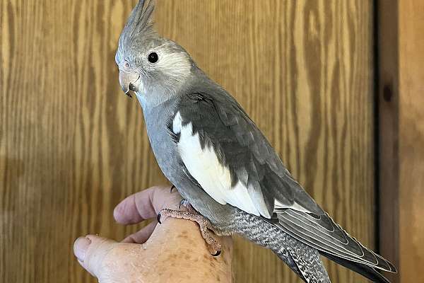 White-face Cockatiel hand fed