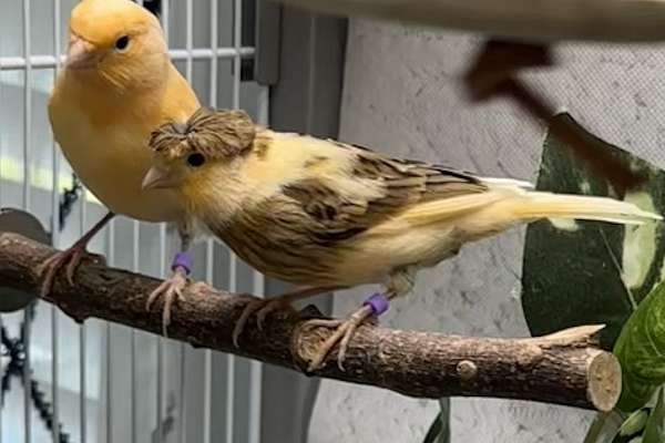Healthy Young Male Canaries
