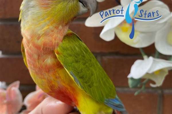 Baby Dilute Green Cheek Conure Available at Parrot Stars!