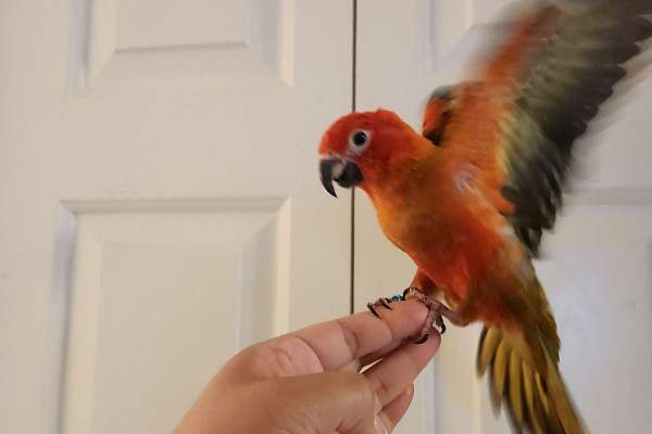 Red Factor Sun Conure
