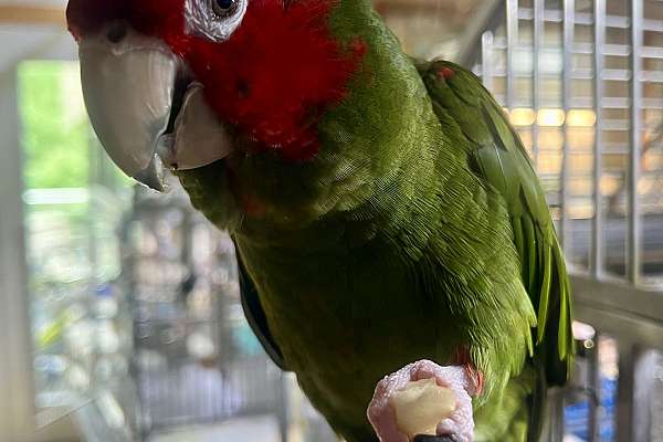 Male Mitred Conure