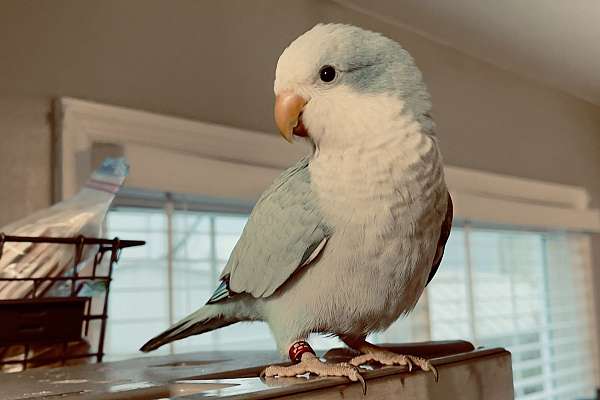 5 months baby quaker