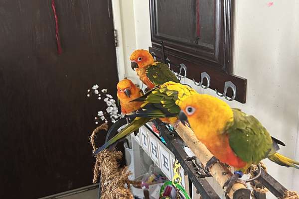 Sun conures