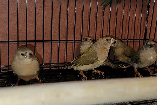 Gouldian Finch Young