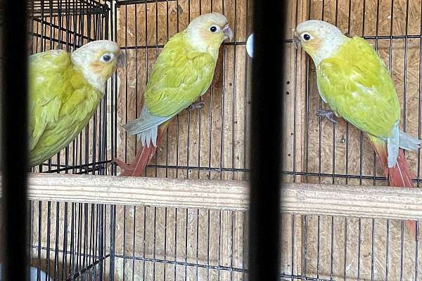 Green Cheek Conure Dilute