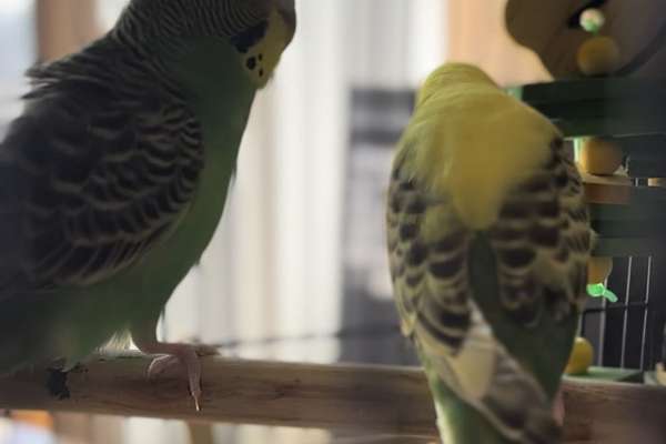 2 Bonded parakeets