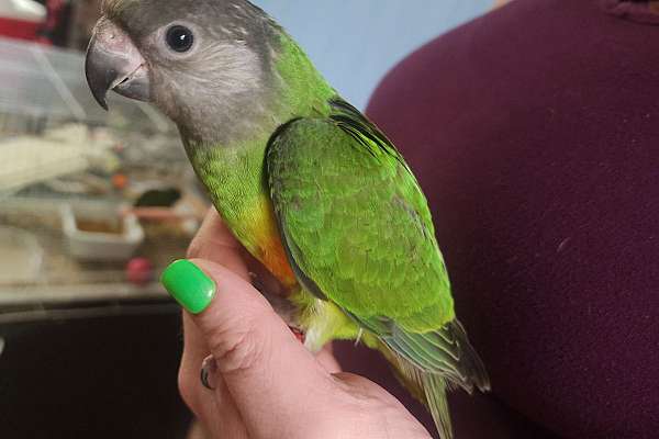 Female Senegal Parrot