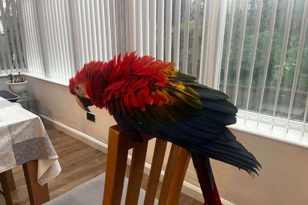 Adorable Baby Scarlet Macaw for Sale