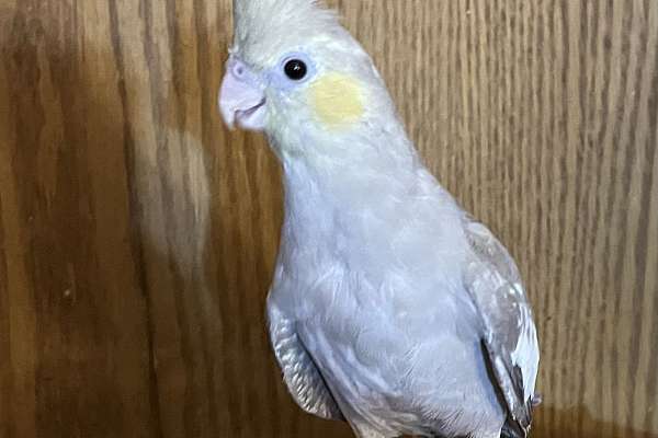 Hand fed and tamed Cockatiel