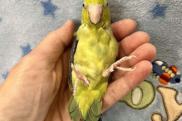 Hand Fed Weaned Baby Parrotlet