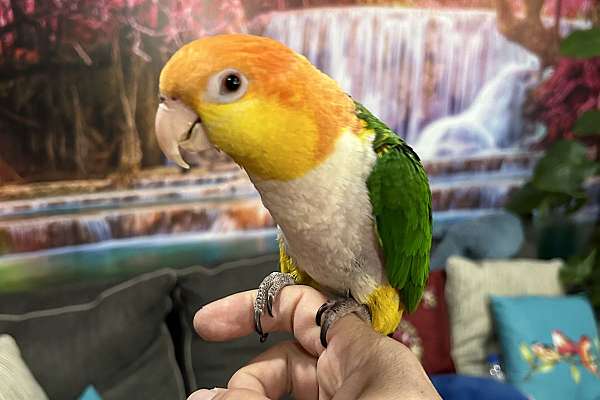 Beautiful male white bellied caique