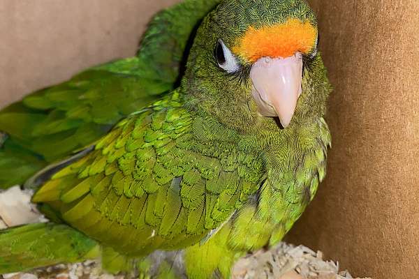 Halfmoon Conure