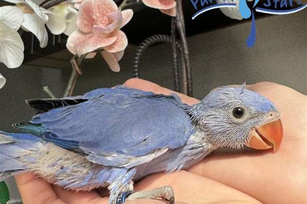 Baby Violet Cobalt Indian Ringneck Parakeet Available at Parrot Stars!