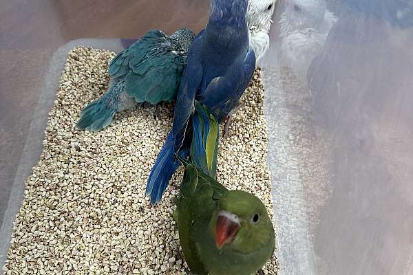 Baby indian ringneck violet, green violet, albino and blue