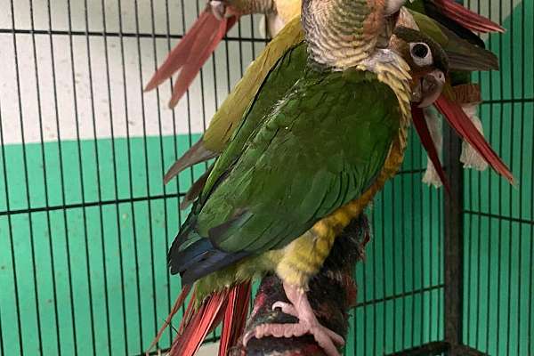 Conures. Conures. Conures.