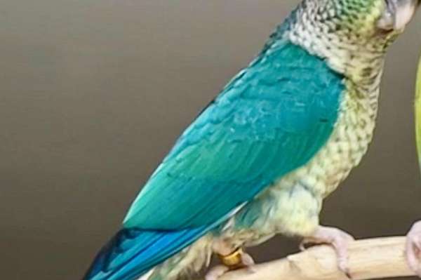 DNA female turquoise yellow sided green cheek