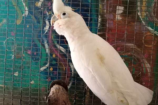 Macey, egg laying, Gentle Female Goffin Cockatoo
