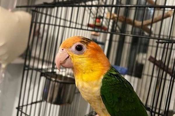 Handsome Yellow Thighed Caique