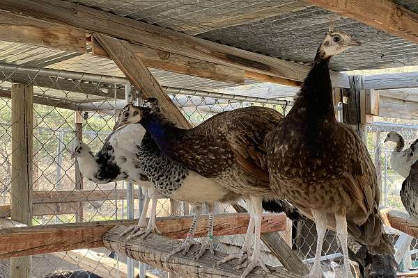 Peafowl