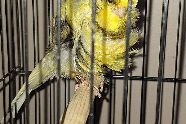 Parisian frill breeding pair! Free Shipping