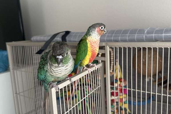 Conure Pair for Sale