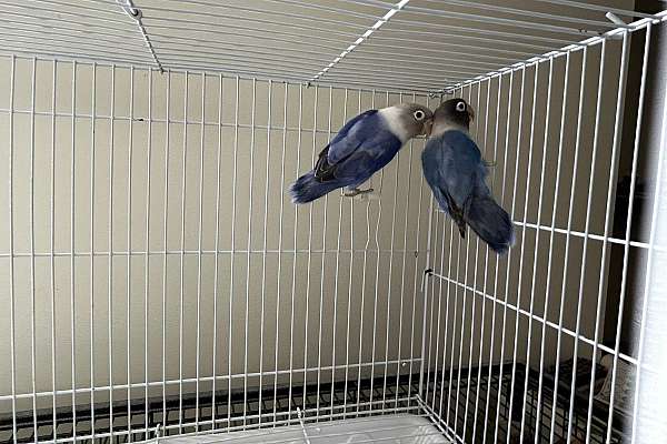 Beautiful blue fisher lovebirds pair #1