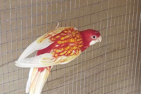 Rubino Rosella