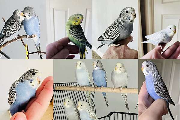 Baby Parakeets ready to re-home