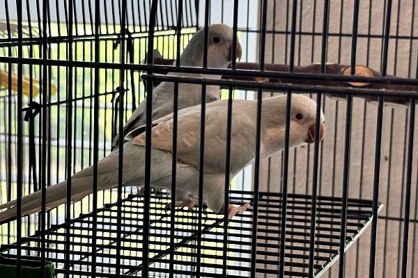 Rare Young Pair of Blue Opaline and Blue Pallid Quaker - Hand Raised