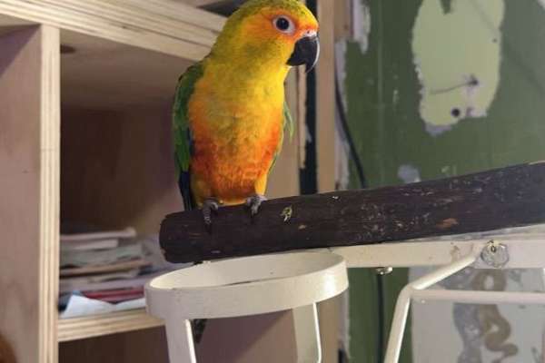 Sunday Conure