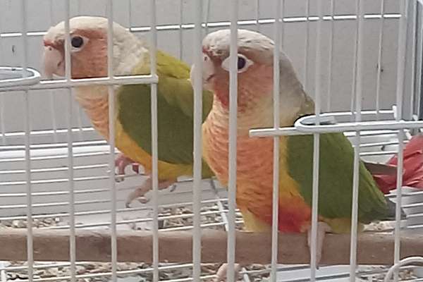Pineapple red factor conure