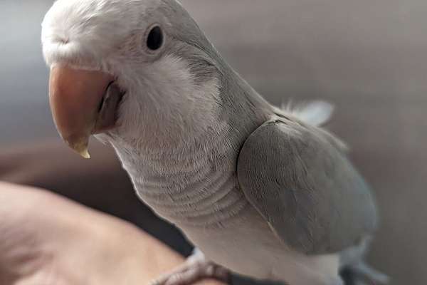 Opaline Quaker