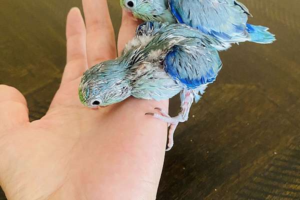 Hand fed parrotlets available