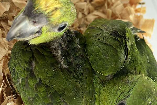 Babies Yellow Naped Amazon Parrot