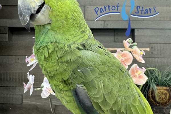 Baby Yellow Naped-Orange Wing Hybrid Amazon Available at Parrot Stars!