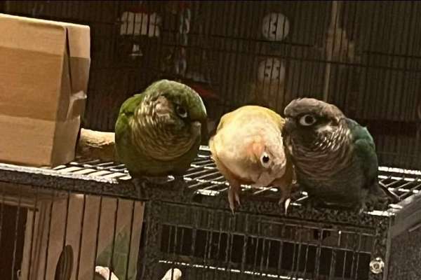 Reduced** 3 Conures for Rehoming