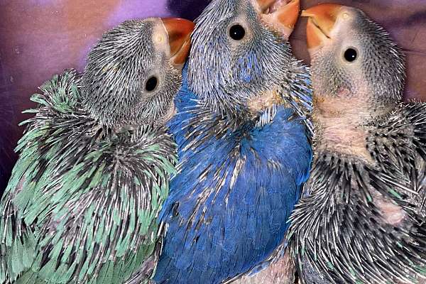 Indian Ringneck Babies