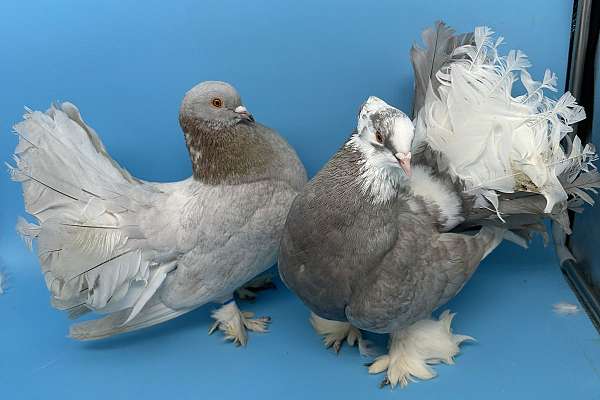 Mindian fantails - mated pairs