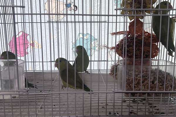 Pocket parrots