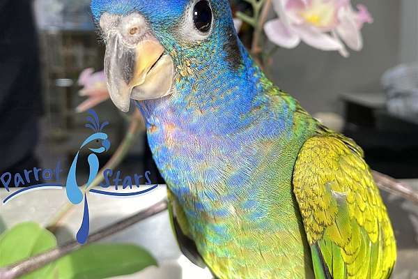 Baby Blue Headed Pionus Available at Parrot Stars!