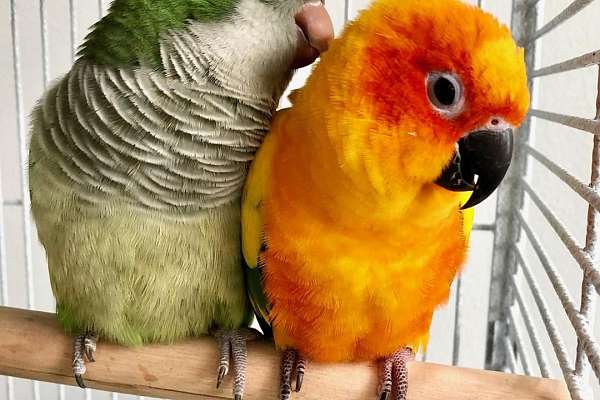 Pair of Sun Conure and Quaker Parrot