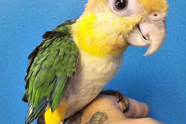 White Bellied Caique