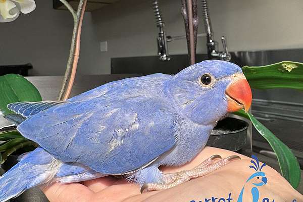 Baby Violet Cobalt Indian Ringneck Parakeet available at Parrot Stars!