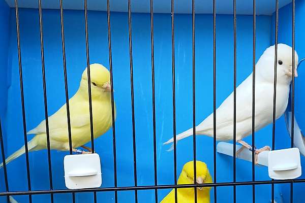Canaries for sale