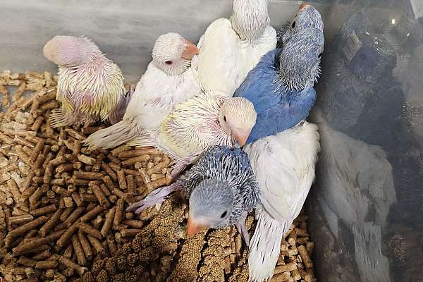 Beautiful Indian ringneck babies