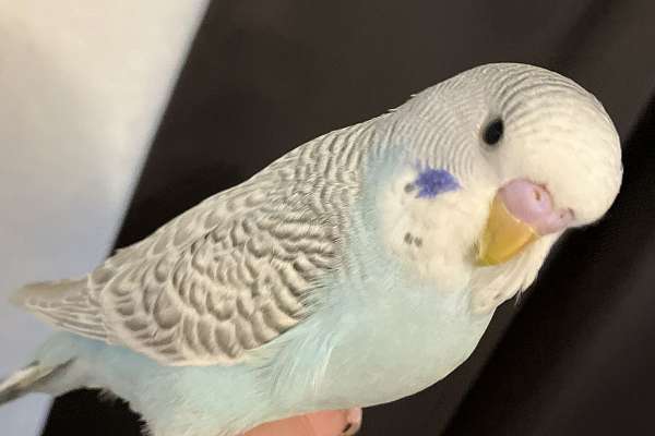 Five light blue young parakeets