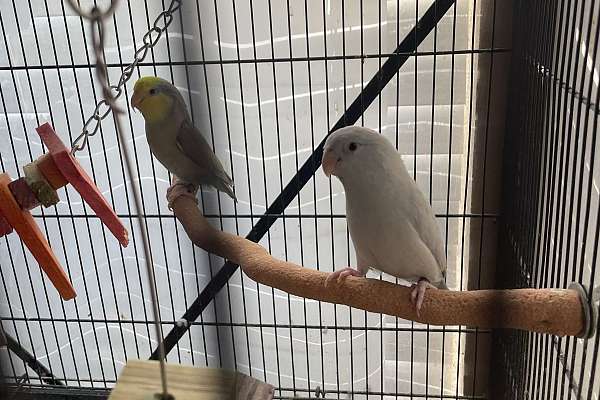Proven Pair parrotlets