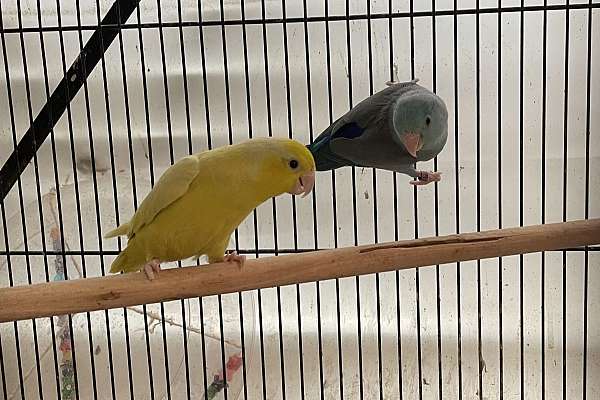 Proven Pair Parrotlets