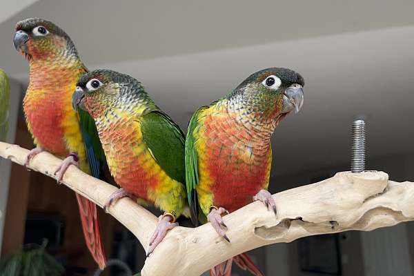 Yellowsided (opaline) green cheek babies ready now!
